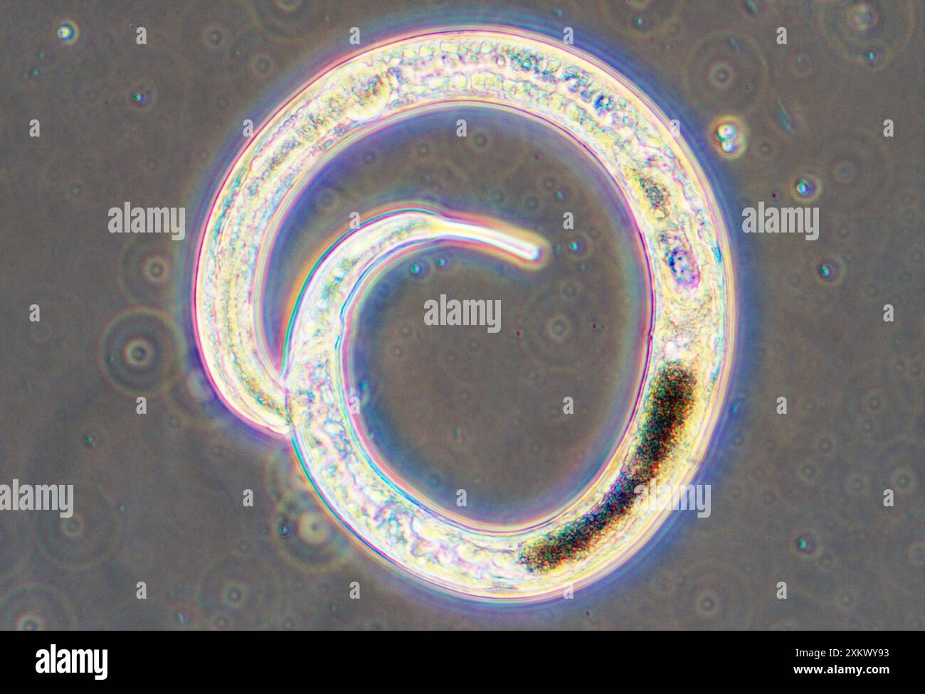 Microscopic - Nematode Worm from sediment of garden Stock Photo - Alamy