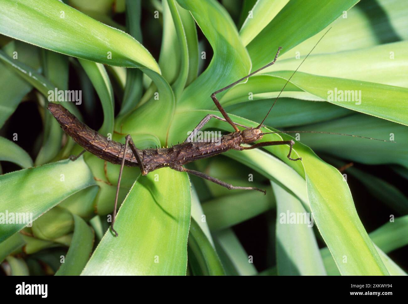Prickly animals hi-res stock photography and images - Alamy