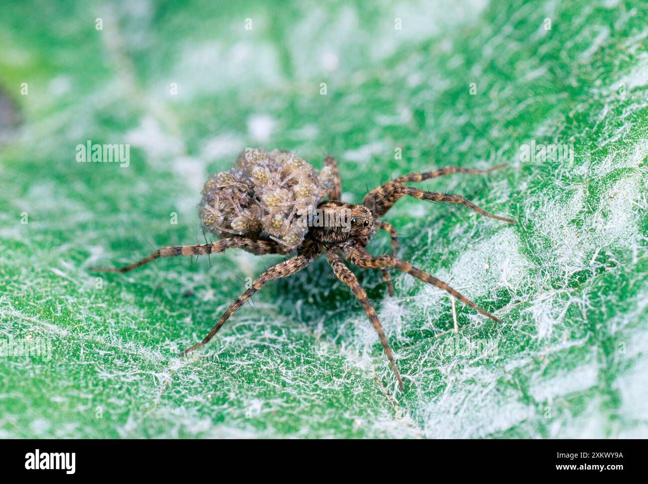 Wolf spider carrying spiderlings on her back hi-res stock photography ...