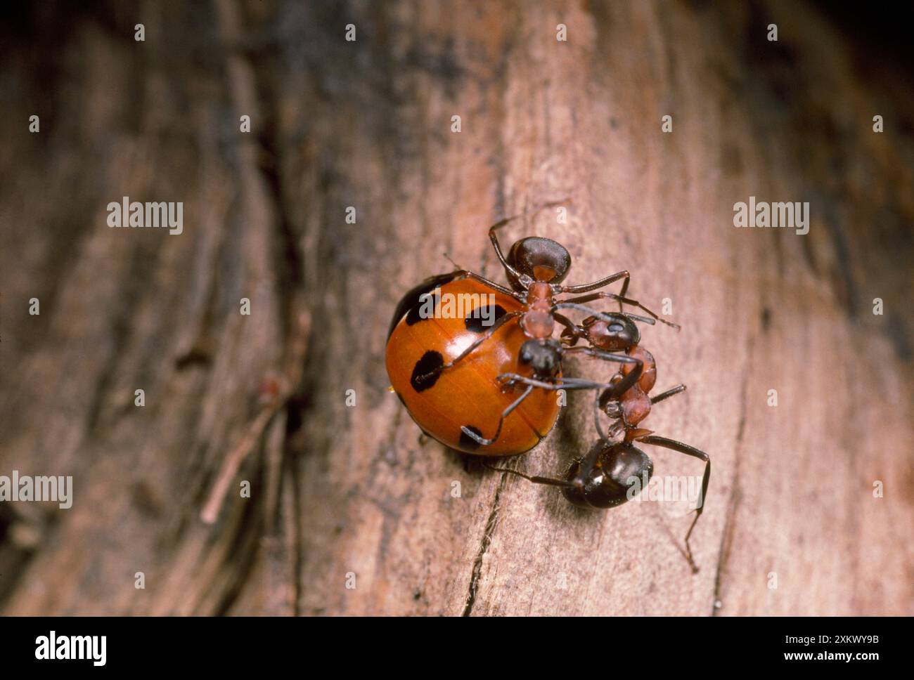 Attacking ladybird hi-res stock photography and images - Alamy