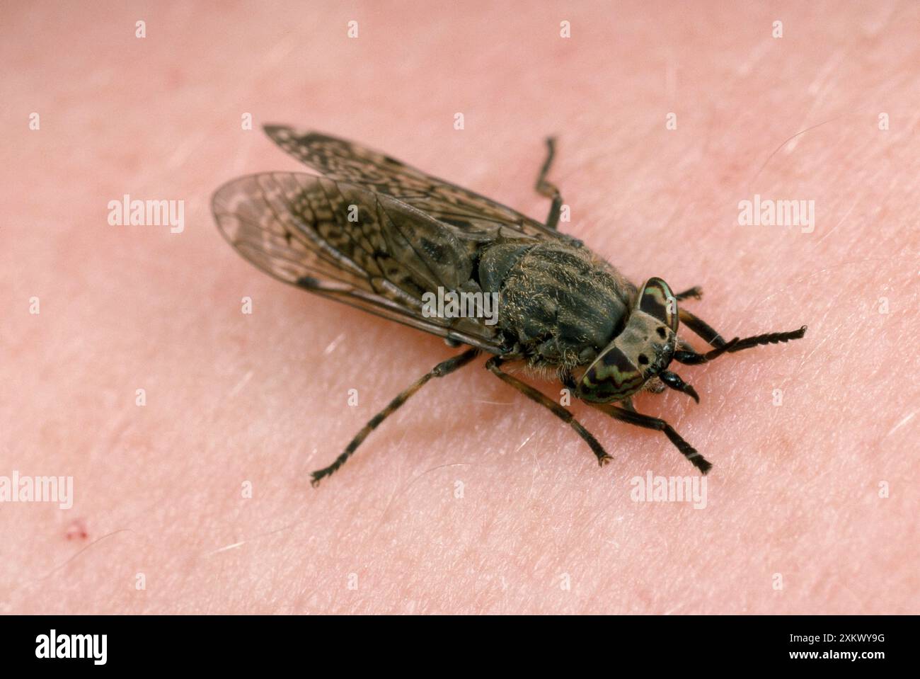Horse / Cleg Fly Stock Photo - Alamy