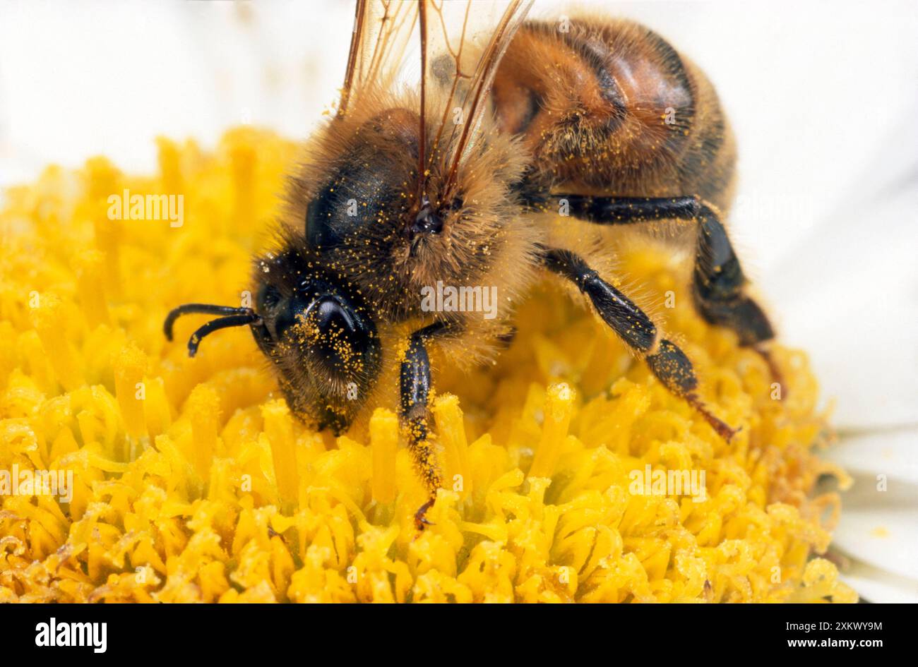 Honey bee leg hi-res stock photography and images - Alamy