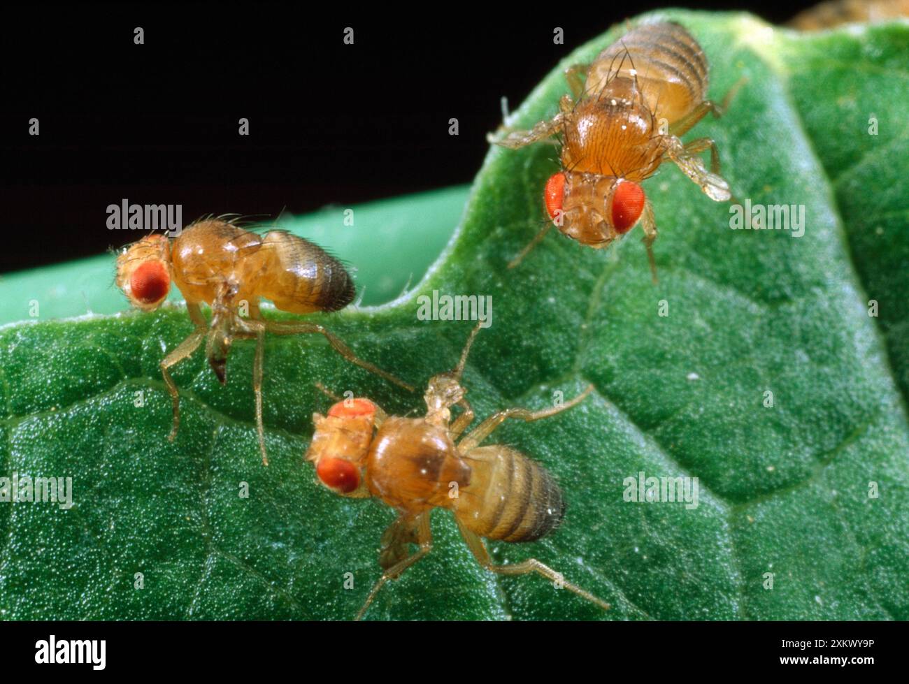 Fruit Fly - Red eyes - vestigal wings Stock Photo - Alamy