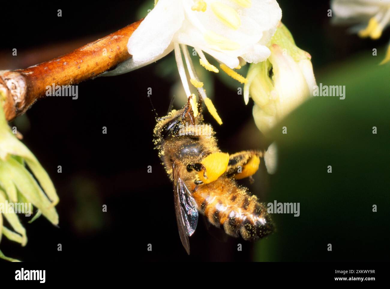 Have pollen baskets hi-res stock photography and images - Alamy