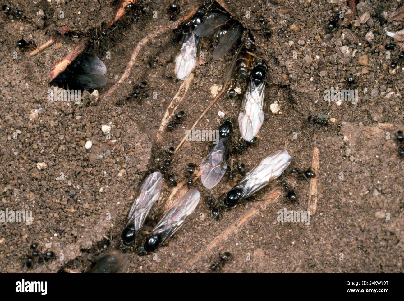 Flying Ants - of Black Garden Ants - in nest with workers Stock Photo ...