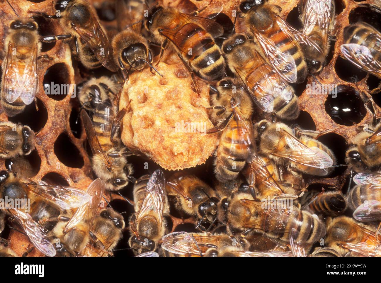 Queen bee cell hi-res stock photography and images - Alamy