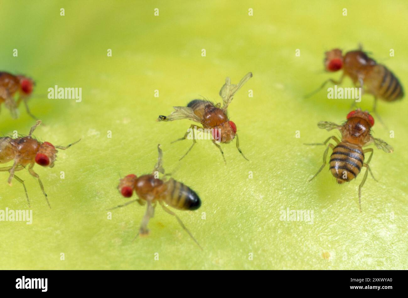 Vestigial eyes hi-res stock photography and images - Alamy