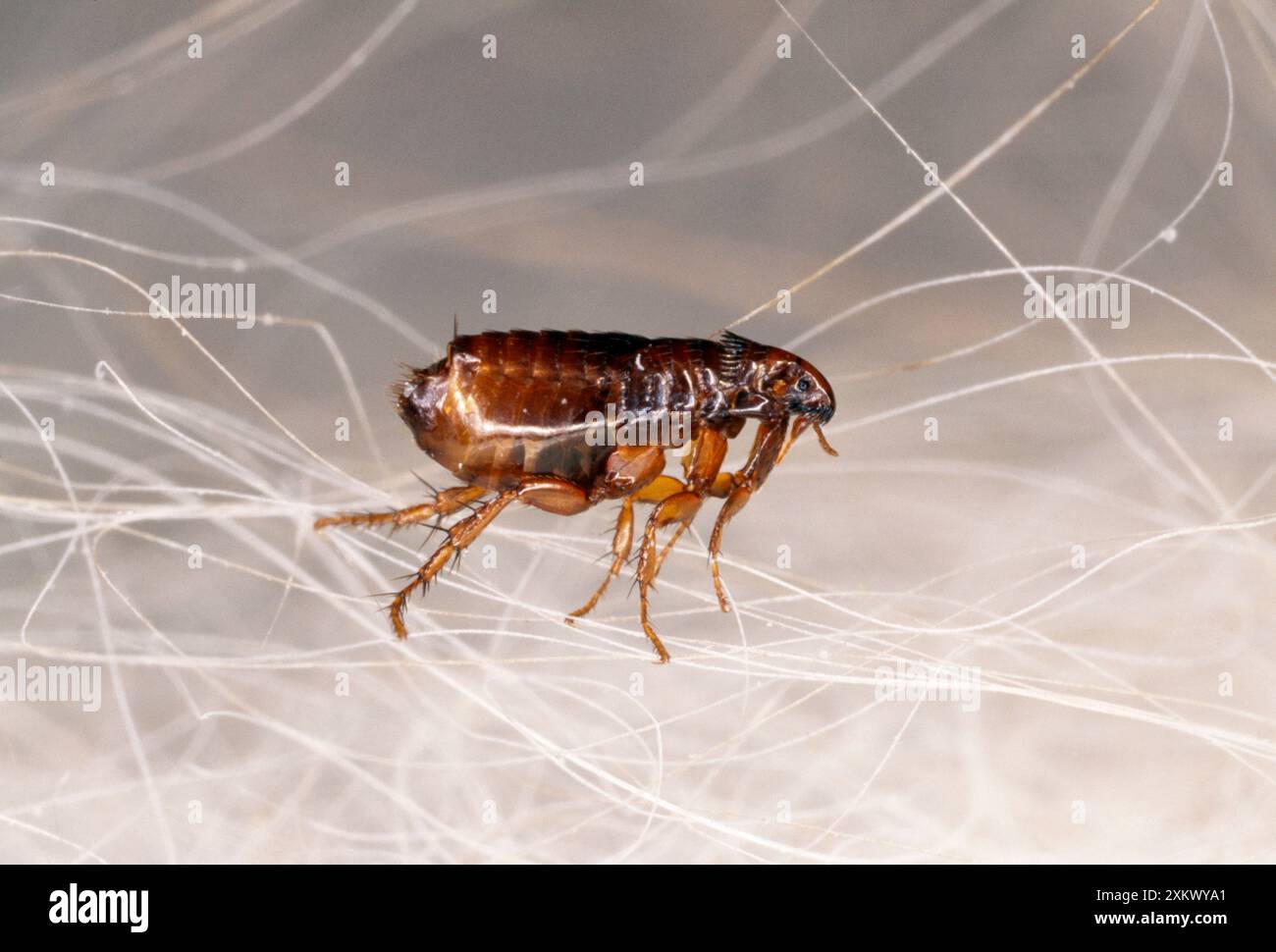 CAT FLEA - crawling in cat fur (Ctenocephalides felis Stock Photo - Alamy