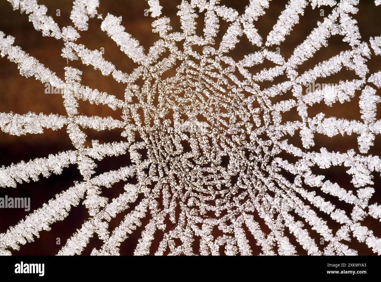 Spider Web Stock Photo - Alamy