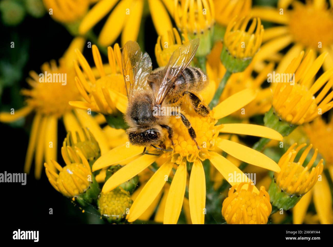 Pollen collecting insects hi-res stock photography and images - Alamy