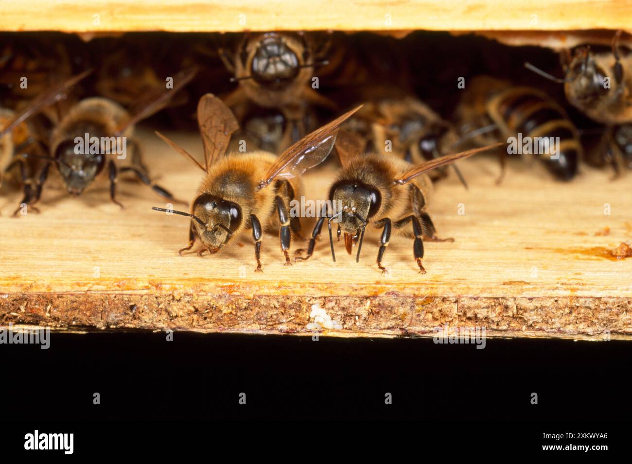 Honey Bees - guarding hive entrance Stock Photo - Alamy