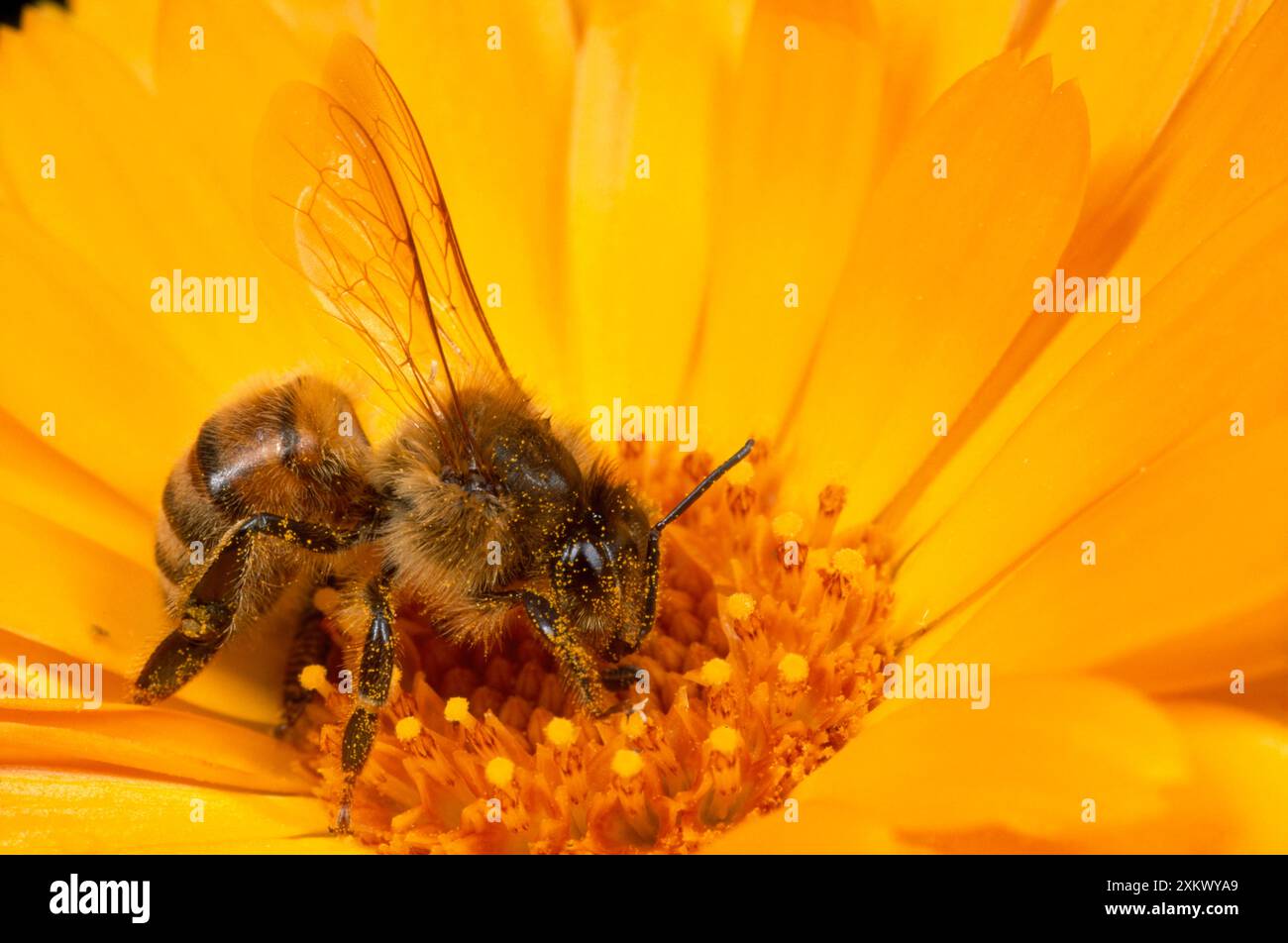 Pollen collecting insects hi-res stock photography and images - Alamy