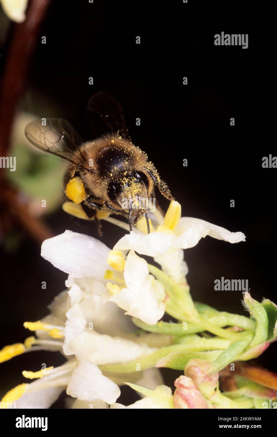 Pollen collecting insects hi-res stock photography and images - Alamy