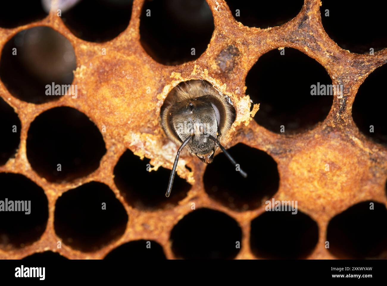 Emerging insect hi-res stock photography and images - Alamy