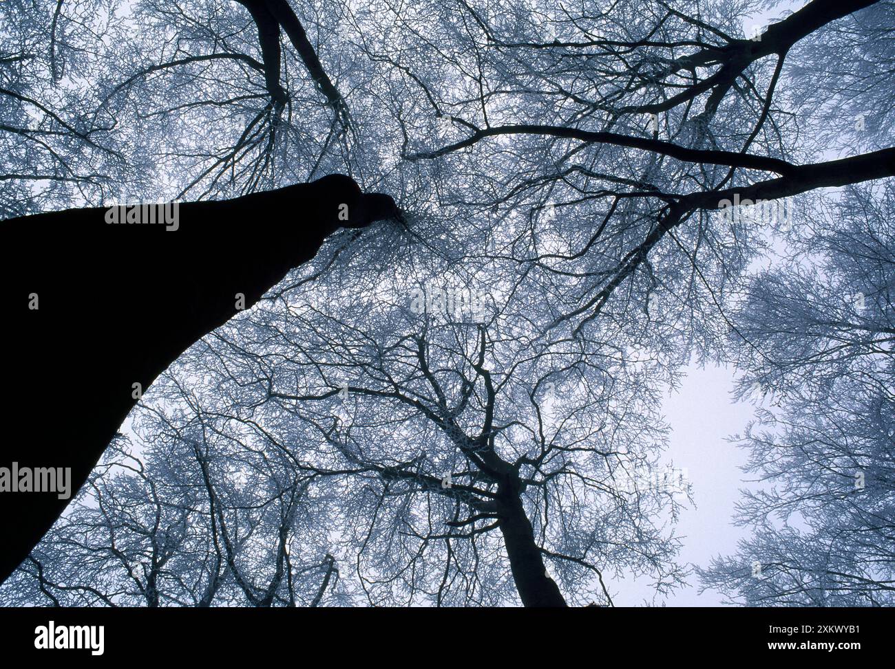 Tall beech trees in hi-res stock photography and images - Alamy