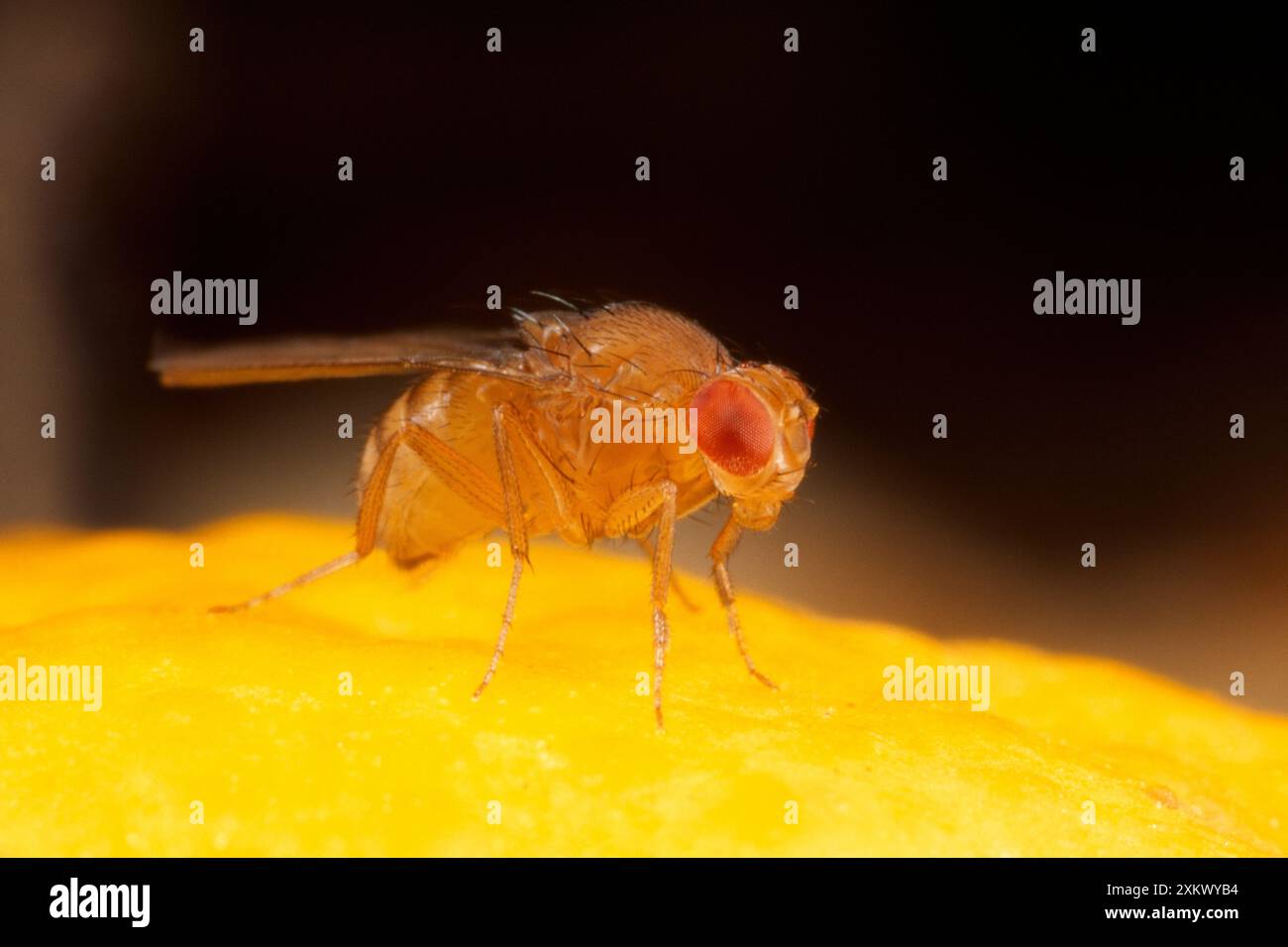 Fruit Fly - wild type Stock Photo - Alamy
