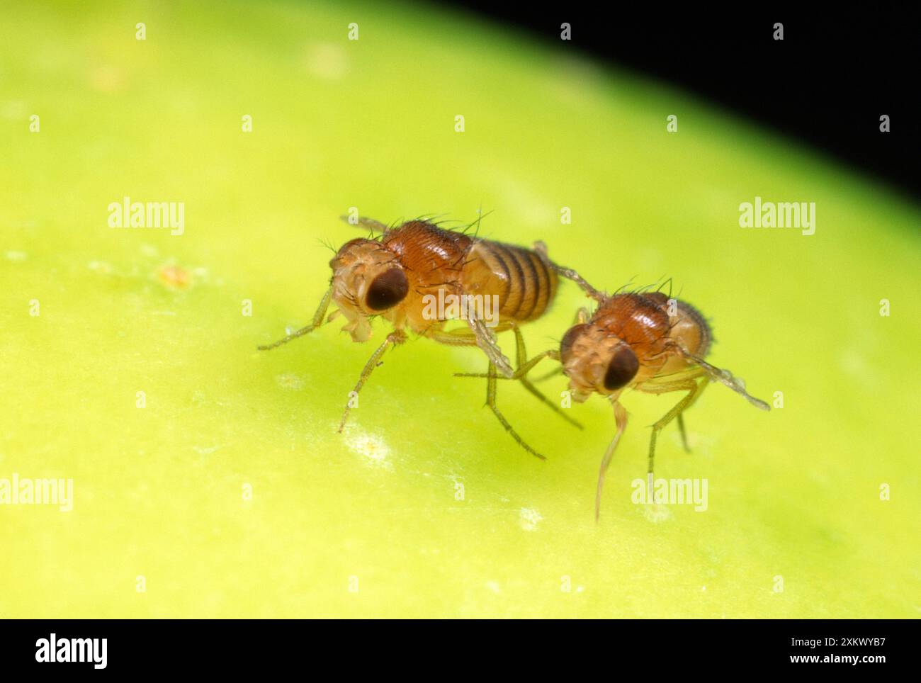 Fruit Fly Strains Stock Photo - Alamy