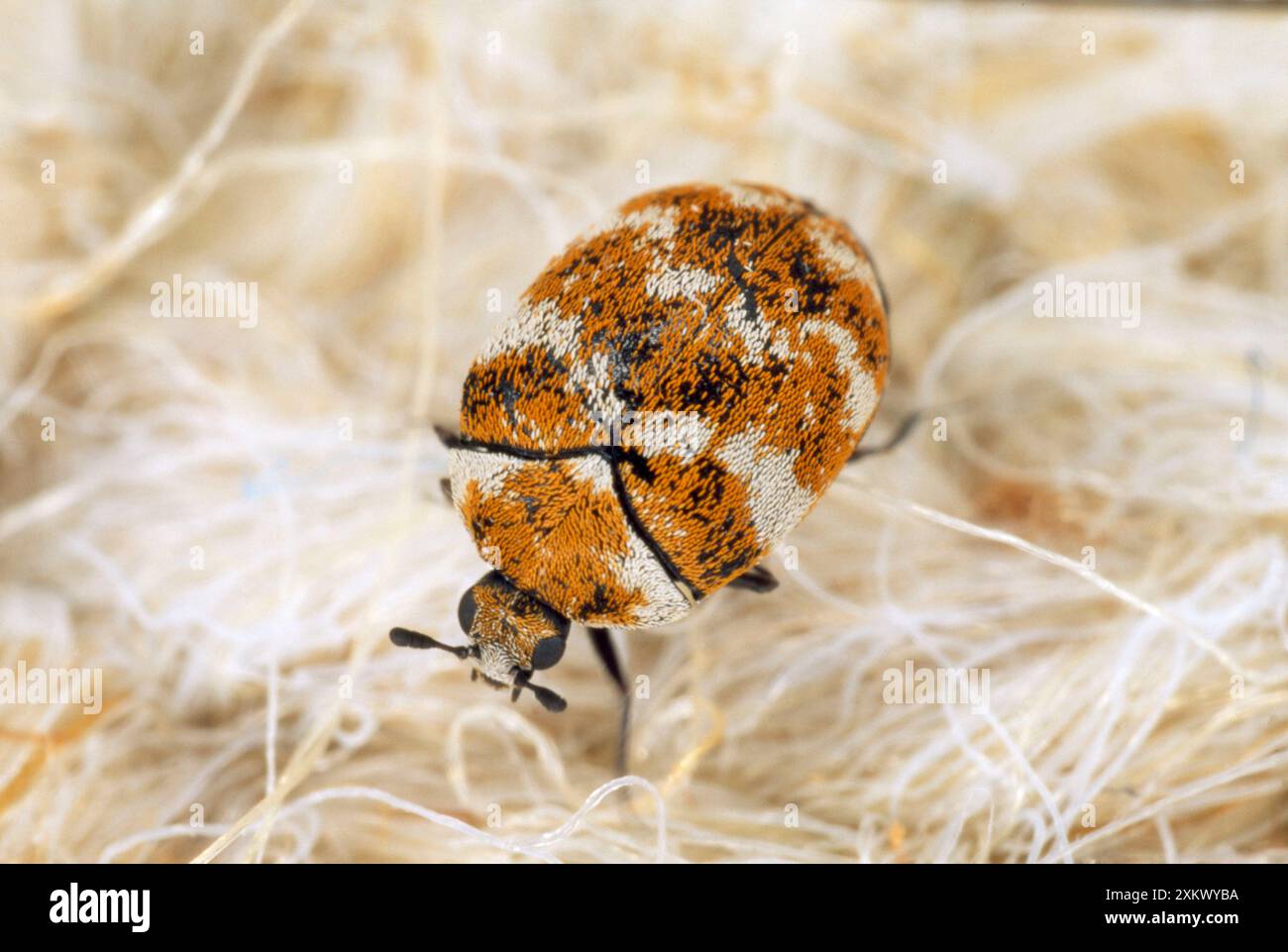 Carpet insects hi-res stock photography and images - Alamy