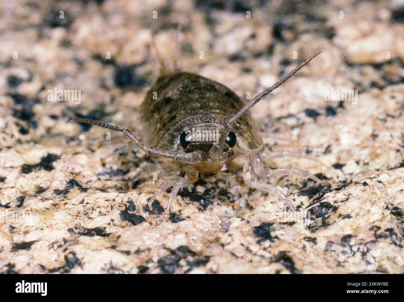 Sea Slater - segmented antennae Stock Photo - Alamy