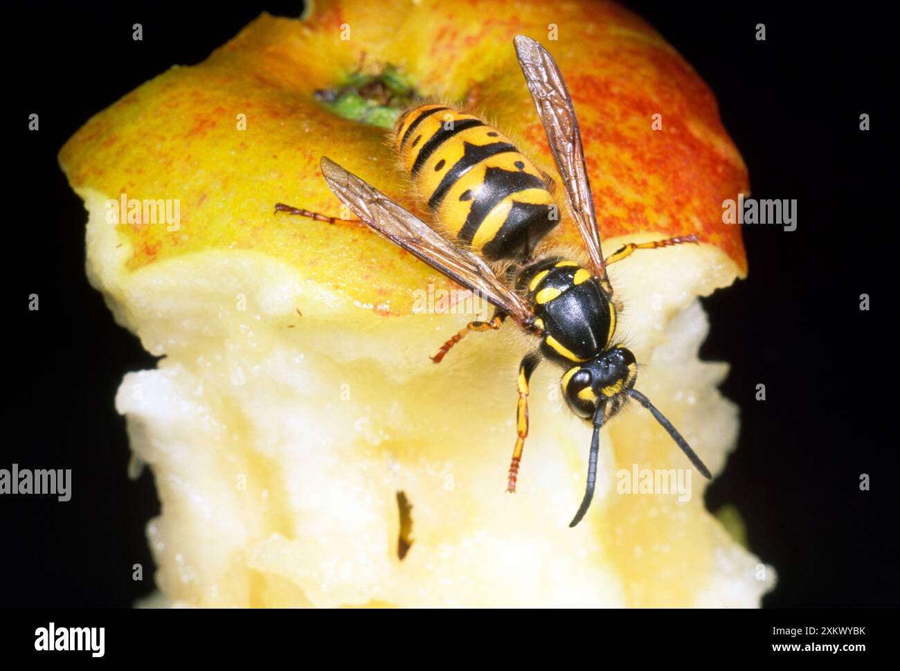 Common wasp feeding hi-res stock photography and images - Alamy