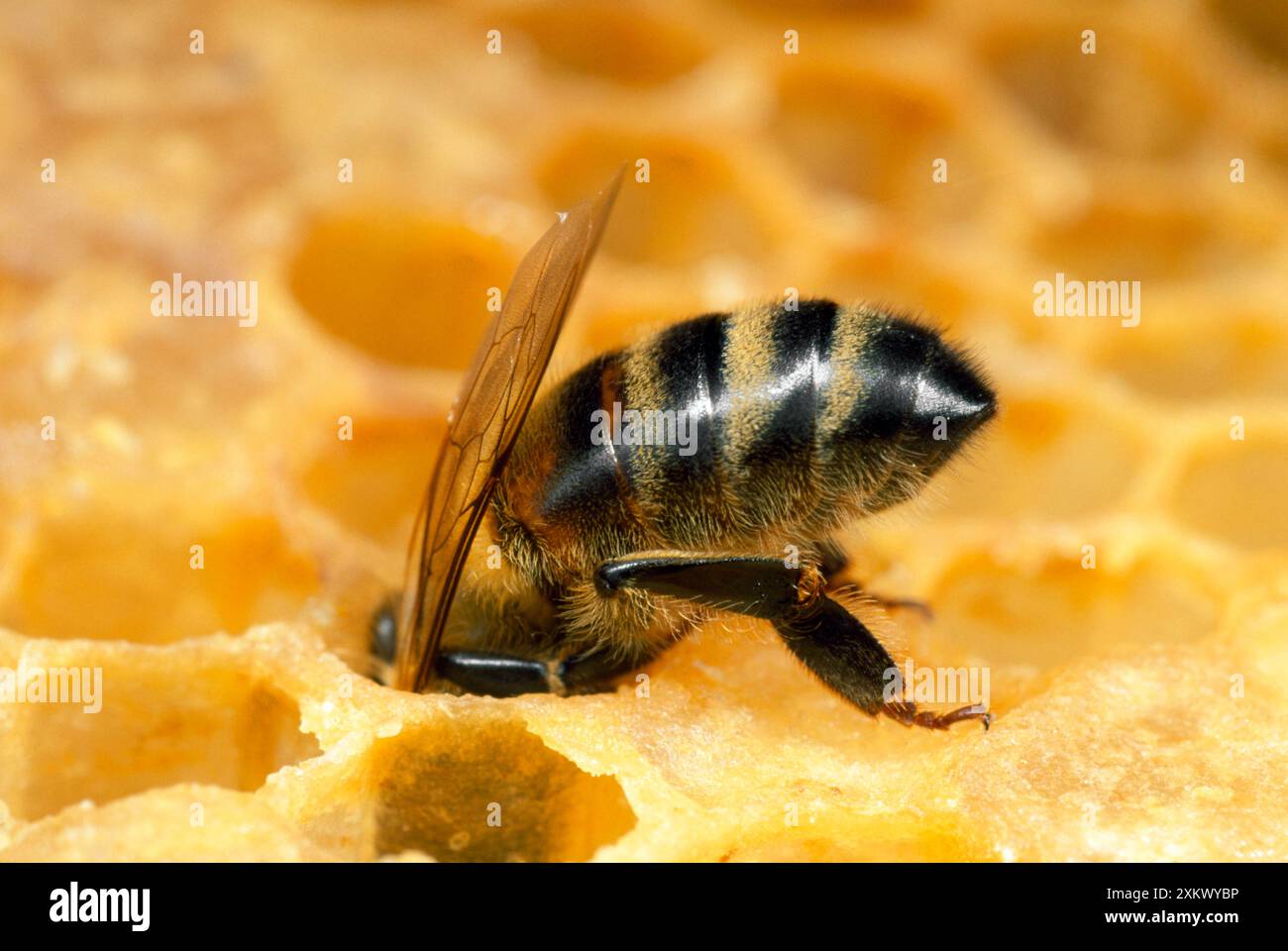 Honey Bee - worker with head in honeycomb Stock Photo - Alamy