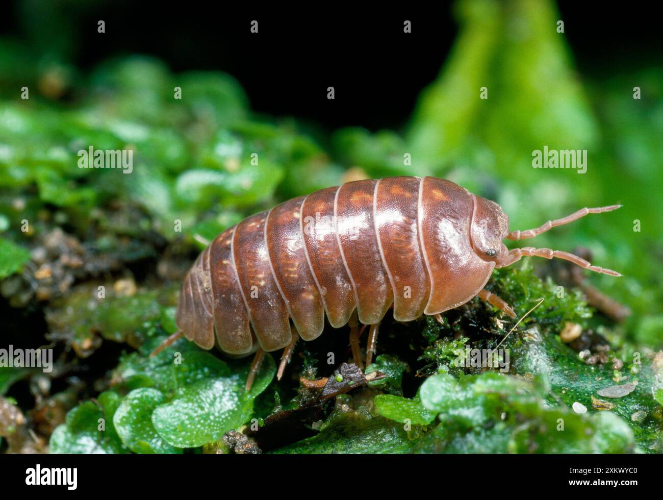 Pill Woodlouse Stock Photo - Alamy