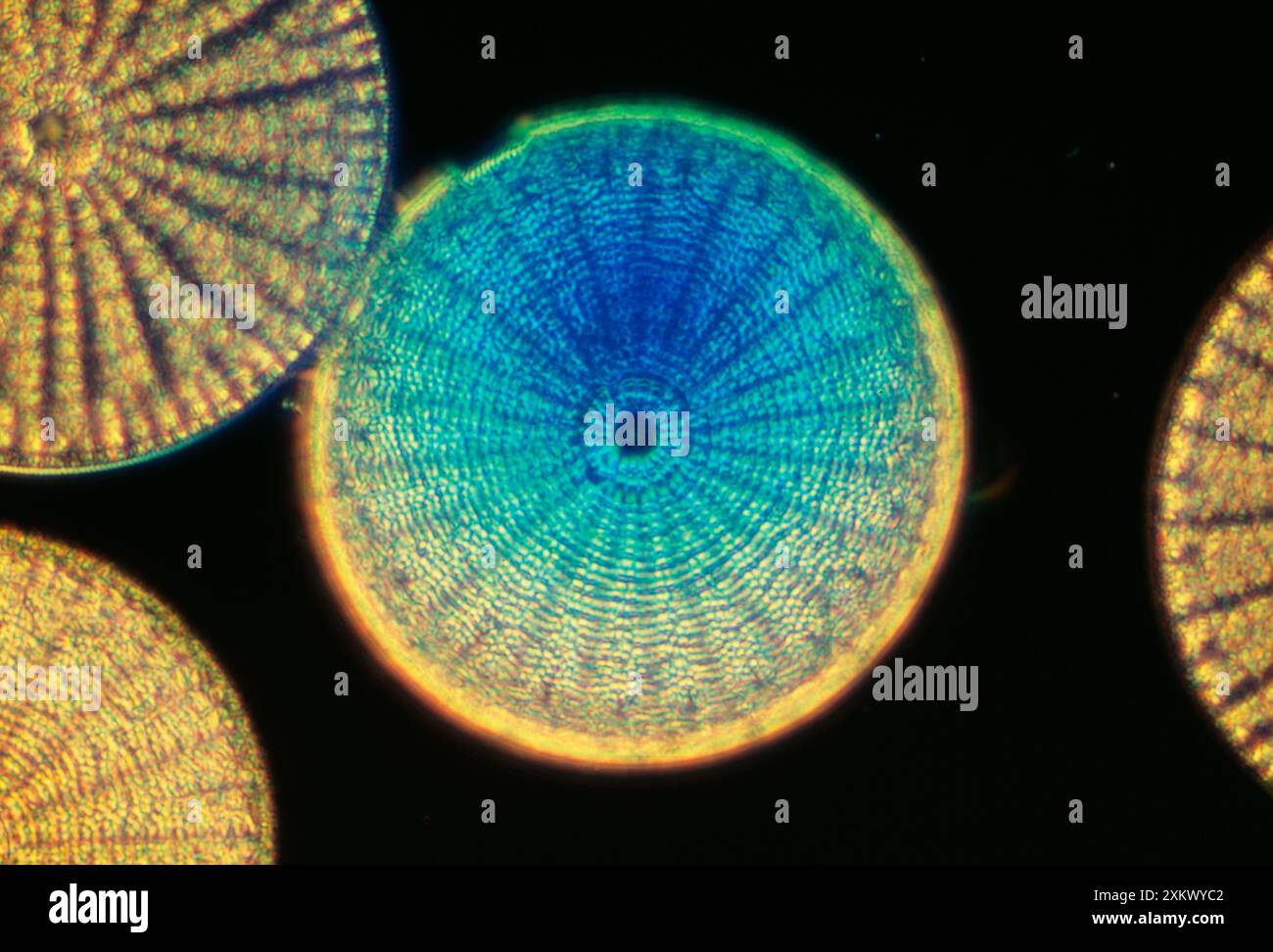 DIATOMS - From marine plankton sample. A type of Stock Photo - Alamy