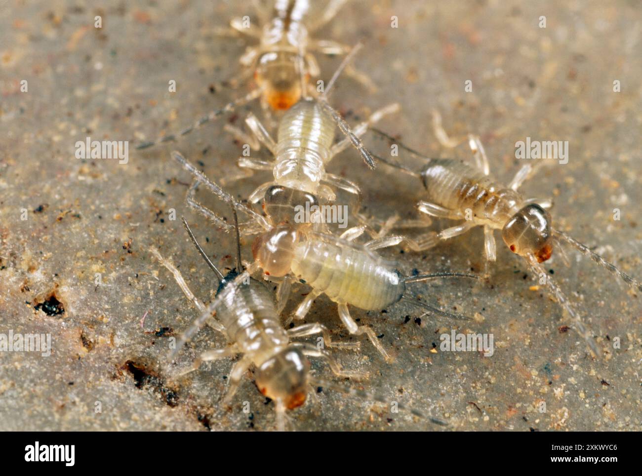 Wildlife with babies hi-res stock photography and images - Alamy