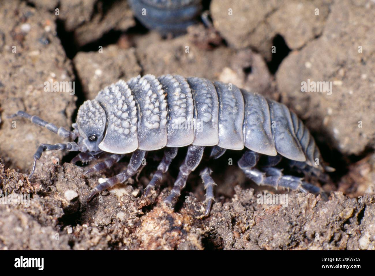 Desert Woodlouse - side view Stock Photo - Alamy