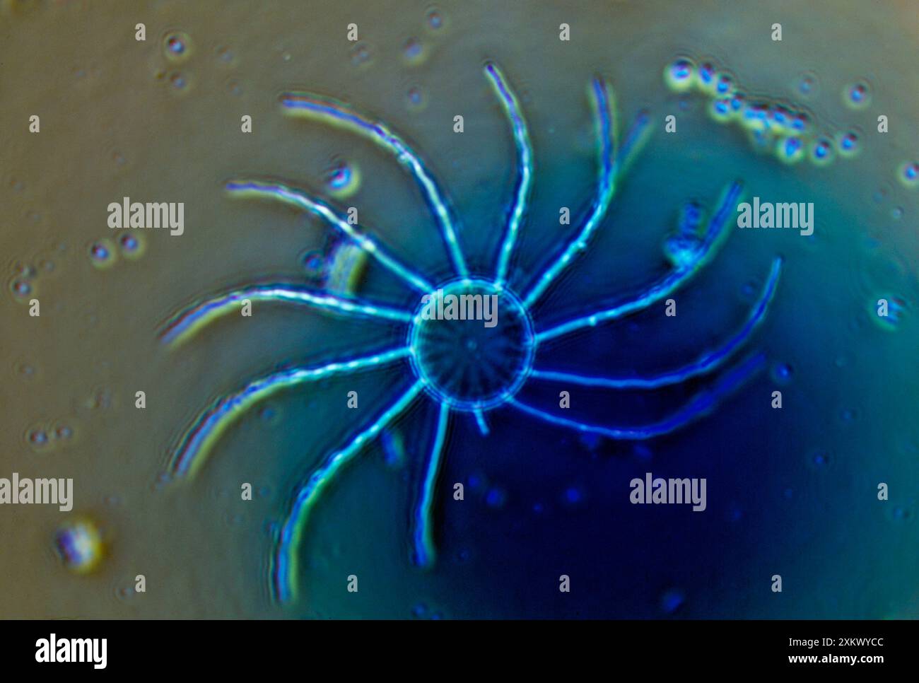 Diatom - from marine plankton sample Stock Photo - Alamy