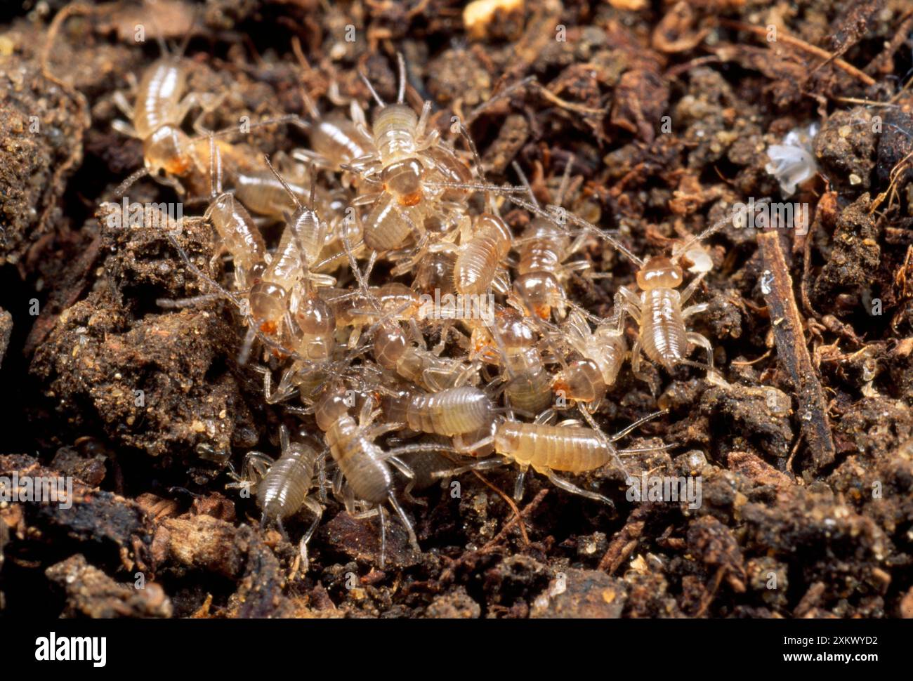 Earwigs - babies or nymphs in nest Stock Photo - Alamy