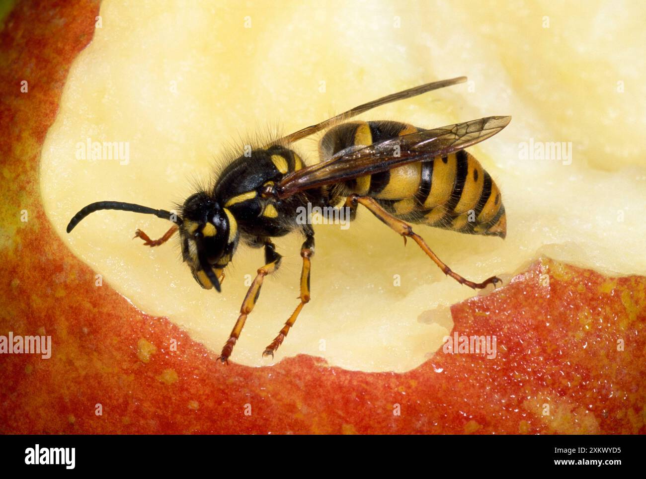 Common Wasp - feeding on apple core Stock Photo - Alamy