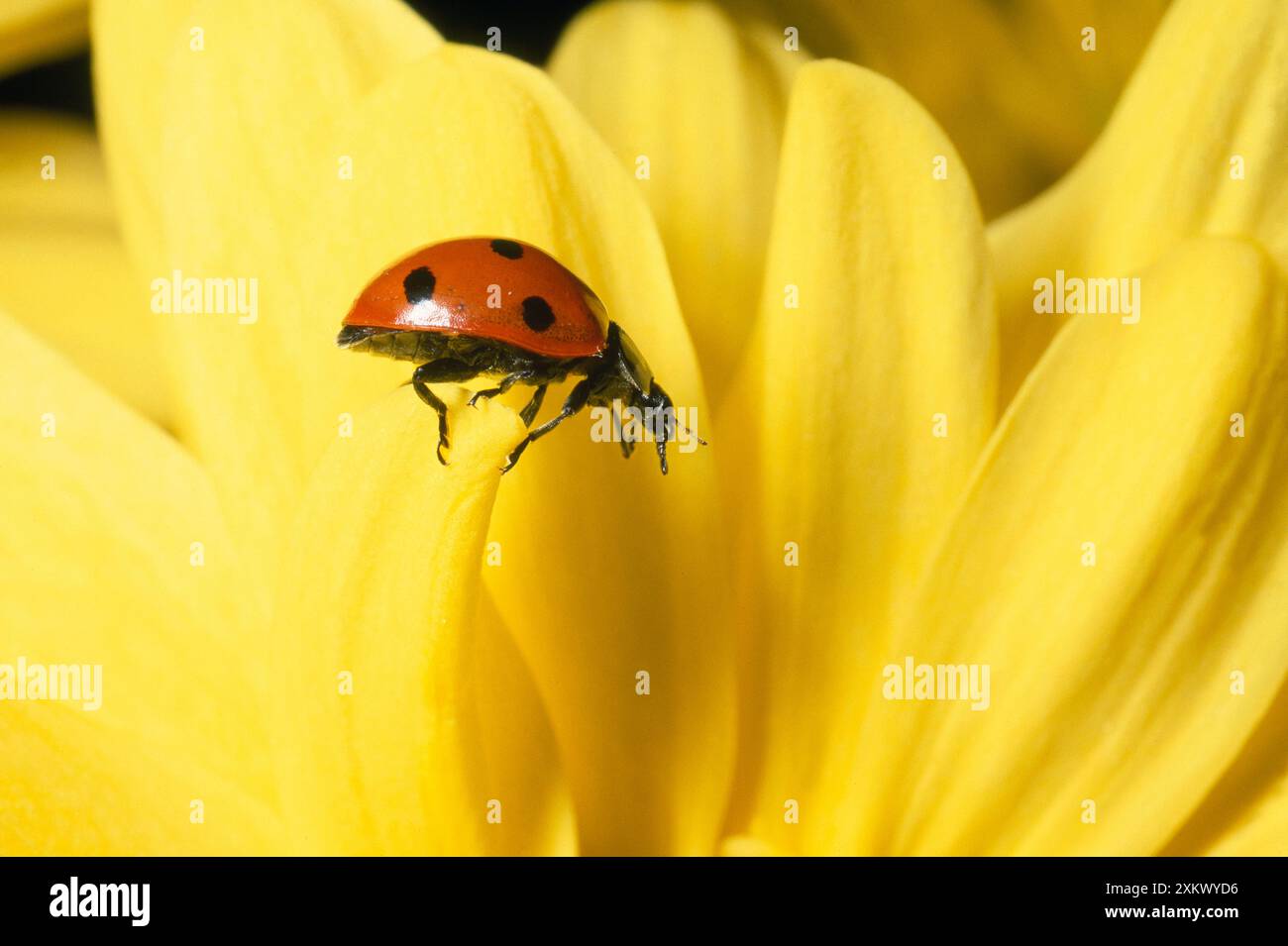 Spot 7 hi-res stock photography and images - Alamy