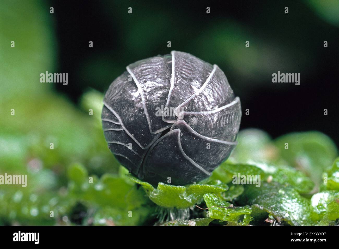 Pill Woodlouse - rolled into a ball Stock Photo - Alamy