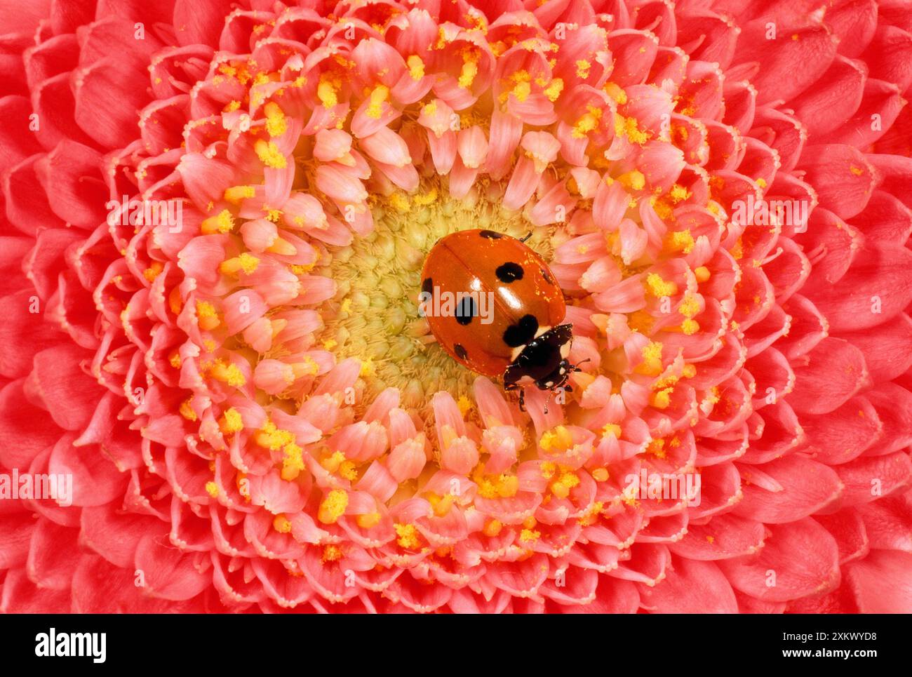 Flower patterns with textures hi-res stock photography and images - Alamy