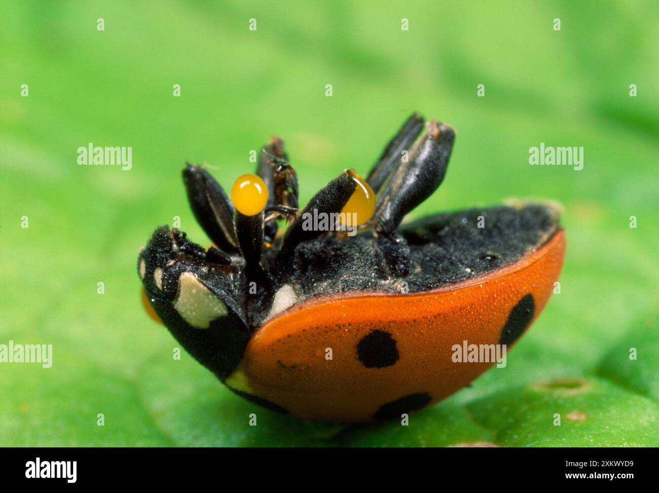 7-spot Ladybirds - on back, 'autobleeding' Stock Photo - Alamy