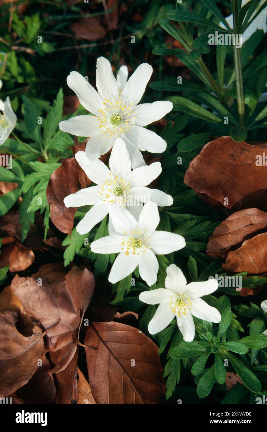 Four flowers hi-res stock photography and images - Alamy