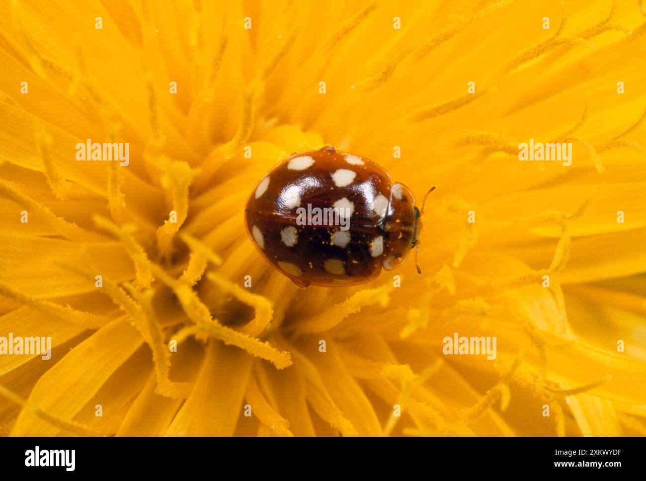 14 spots hi-res stock photography and images - Alamy