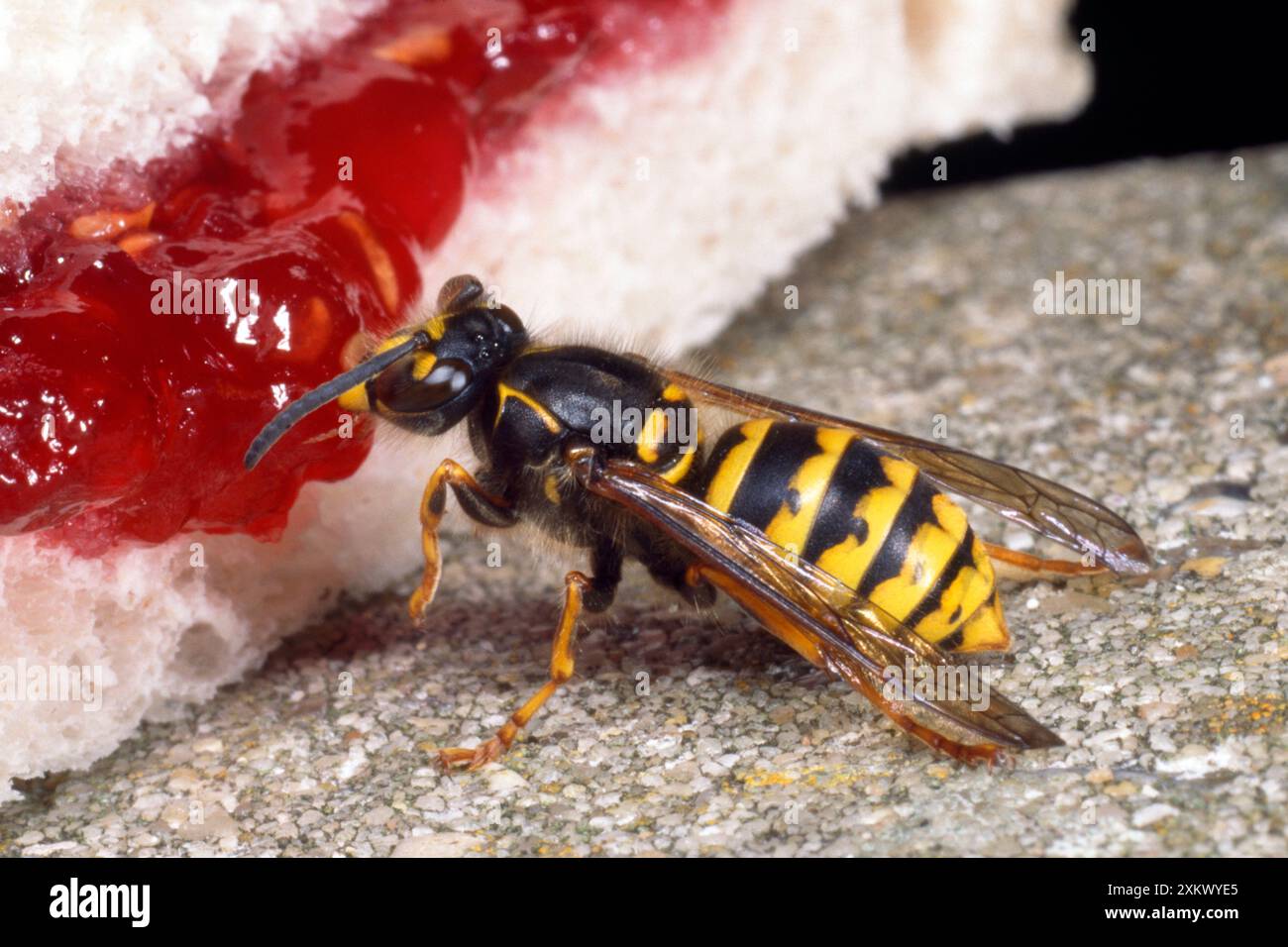 Common Wasp - feeding on jam Stock Photo - Alamy