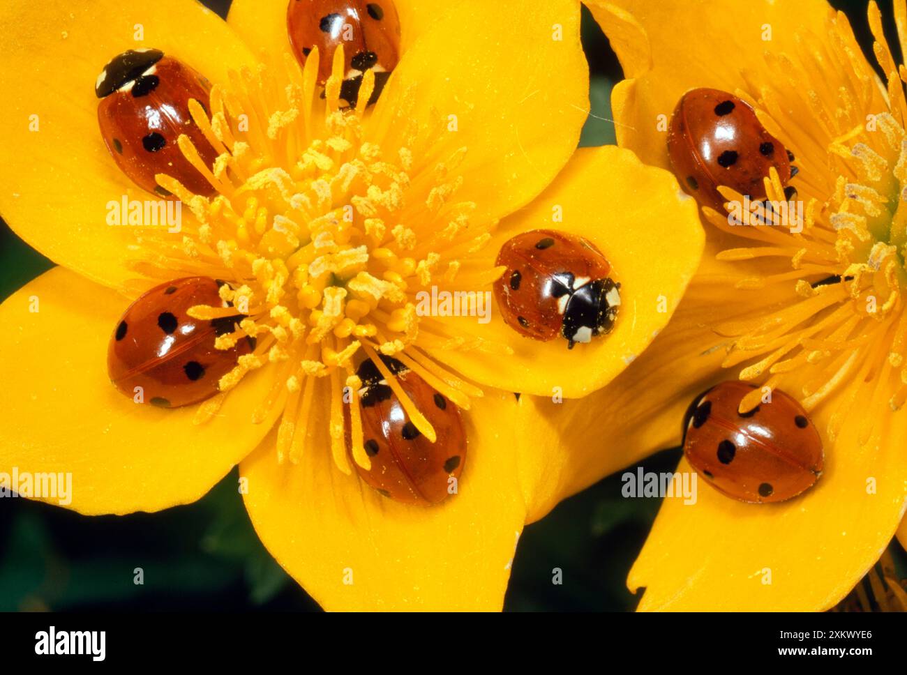7-spot Ladybirds - on Marsh Marigold Stock Photo - Alamy