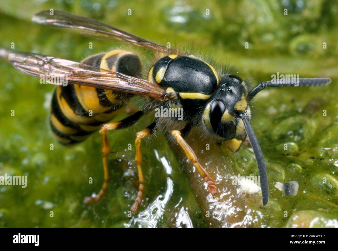 Common Wasp - drinking water Stock Photo - Alamy