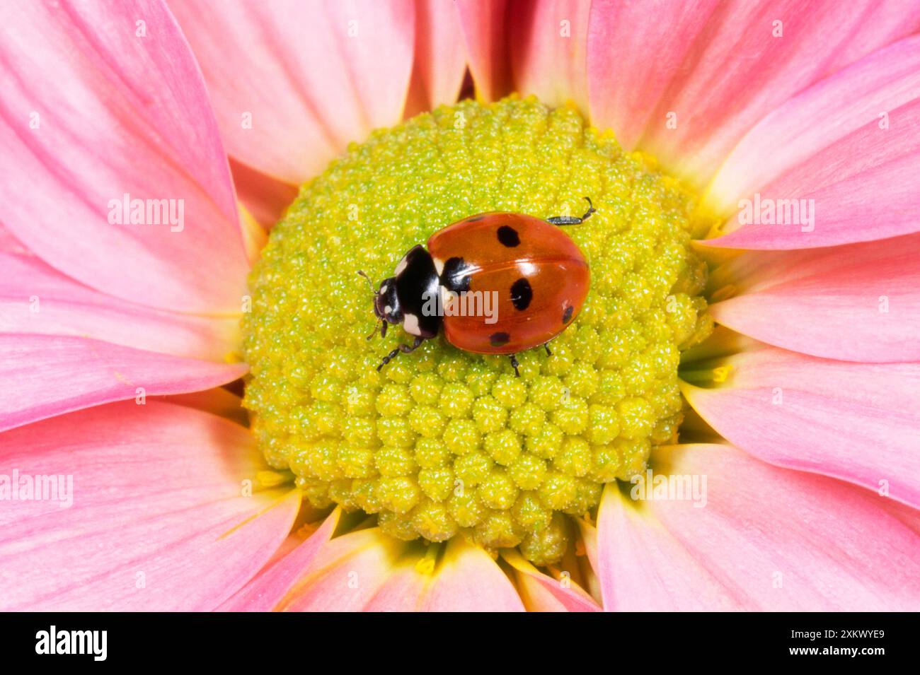 Ladybird on flower hi-res stock photography and images - Alamy