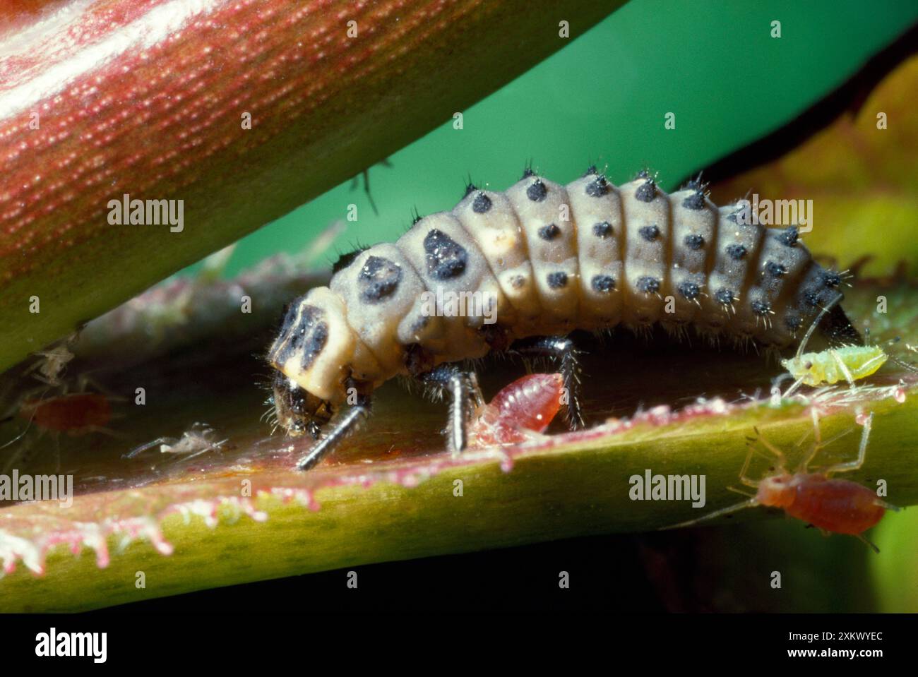 Ladybird larvae aphid hi-res stock photography and images - Alamy