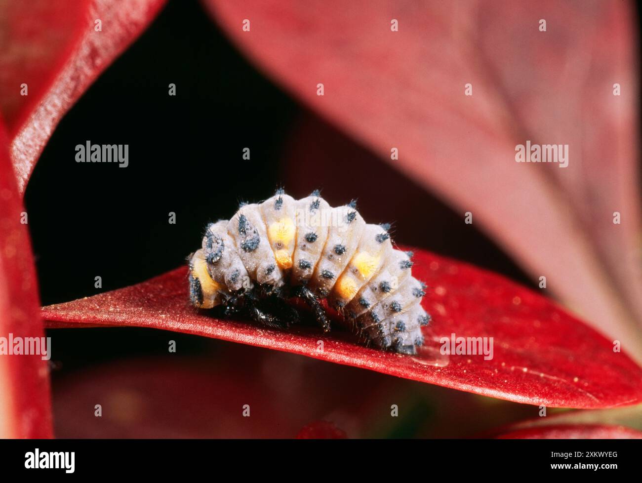 2-SPOT LADYBIRD - larvae about to pupate Stock Photo - Alamy