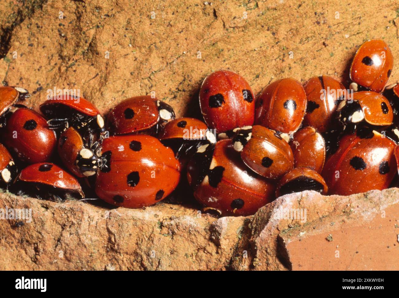 7-spot Ladybirds - hibernating Stock Photo - Alamy