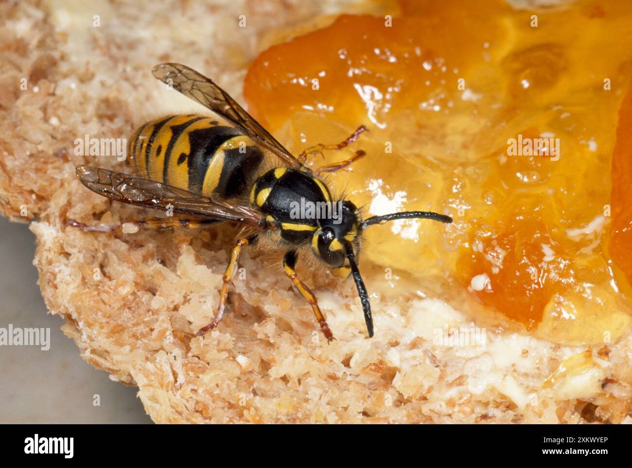 Common Wasp - feeding om marmalade Stock Photo - Alamy