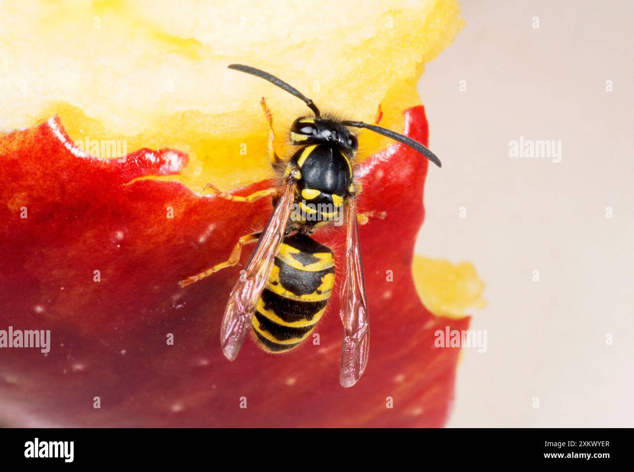 COMMON WASP - feeding on apple core Stock Photo - Alamy