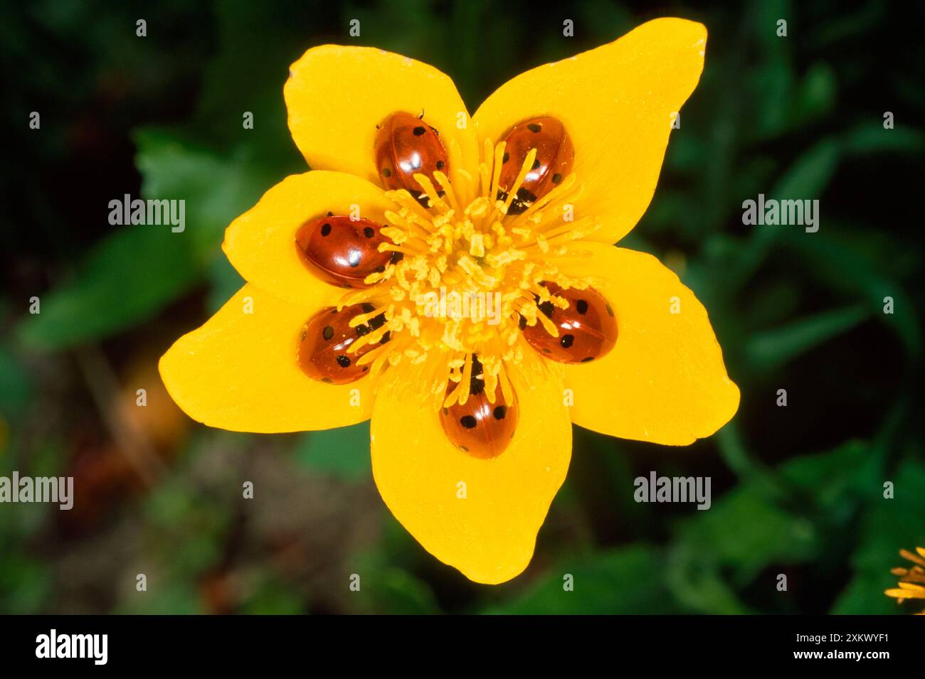 Marsh marigold ladybird hi-res stock photography and images - Alamy