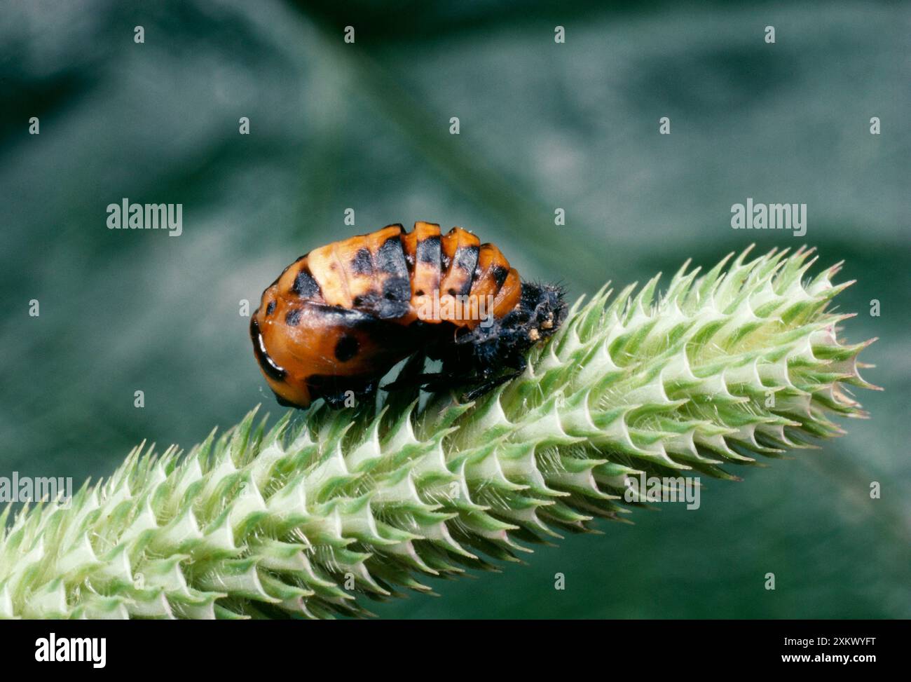 2-spot Ladybird Pupa Stock Photo - Alamy
