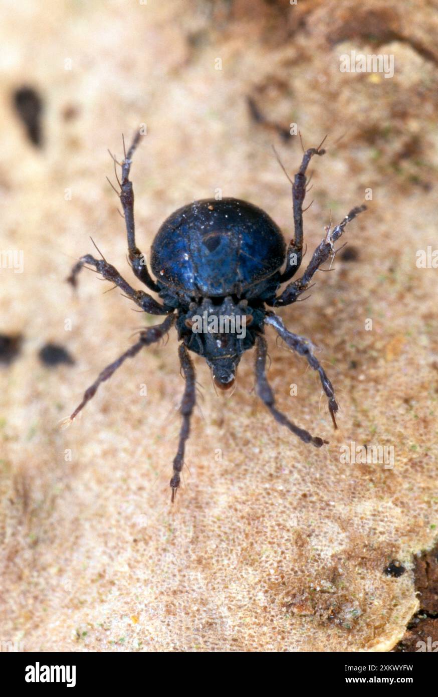 Soil mite hi-res stock photography and images - Alamy